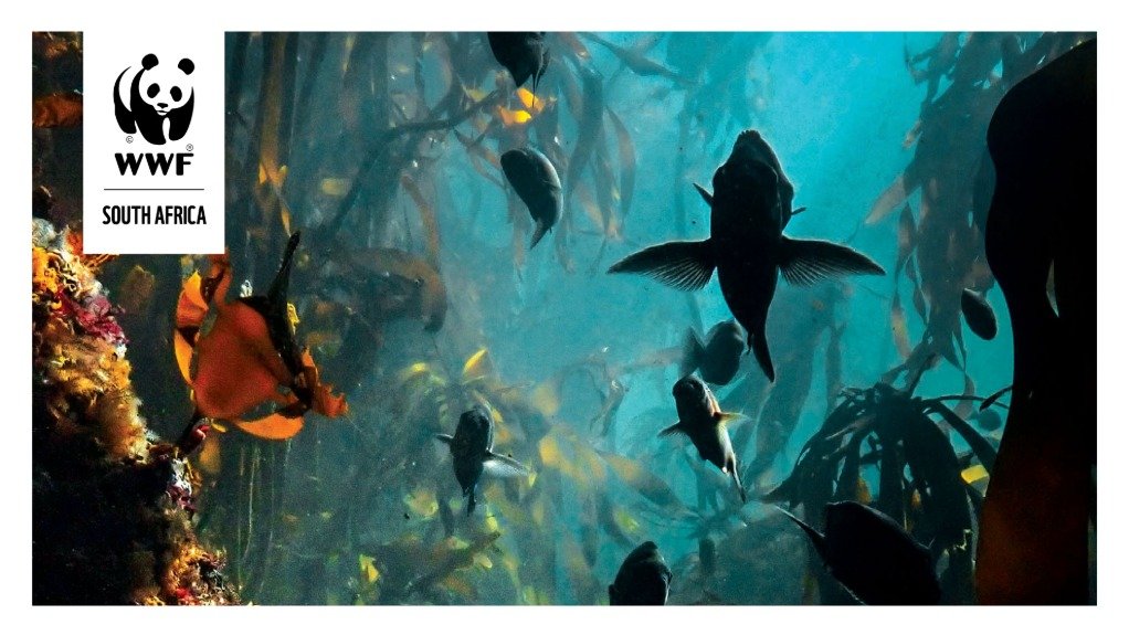 WWF-SASSI Retailer/Supplier Participation Scheme Report 2024